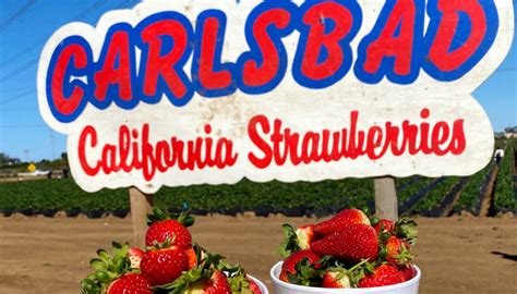 U Pick Strawberries At The Carlsbad Strawberry Company 2021 Julia Vaness