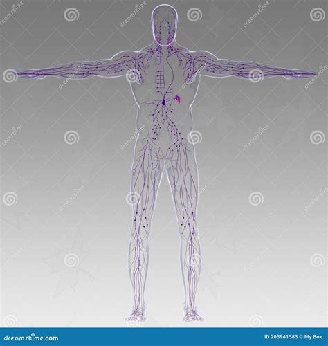 Human Lymph Nodes Anatomy For Medical Concept 3d Rendering Stock