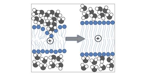 Molecular Dynamics Simulations Based On Polarizable Models Show That Ion Permeation