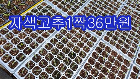 2월15일고추싹3일째 고추모종이 전체적으로 올라옵니다~윤정이네 하우스에 가봅니다~ 자색고추가지고추 1짝36만원 동장님