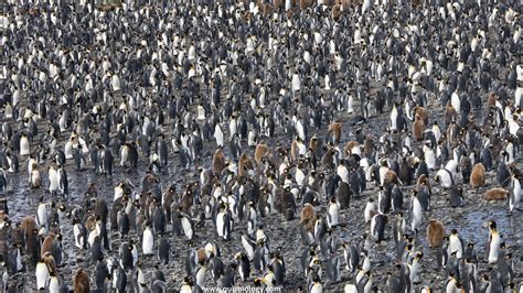 Population Ecology Quiz