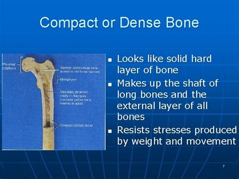 Chapter 6 The Skeletal System Bone Tissue N
