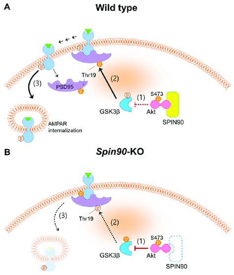 Schematics Of Spin90 During Nmdar Ltd A Ltd Induction In Normal