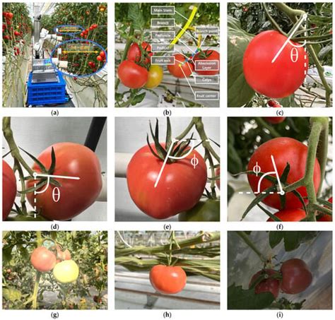 Tomatoposenet An Efficient Keypoint Based 6d Pose Estimation Model For Non Destructive Tomato