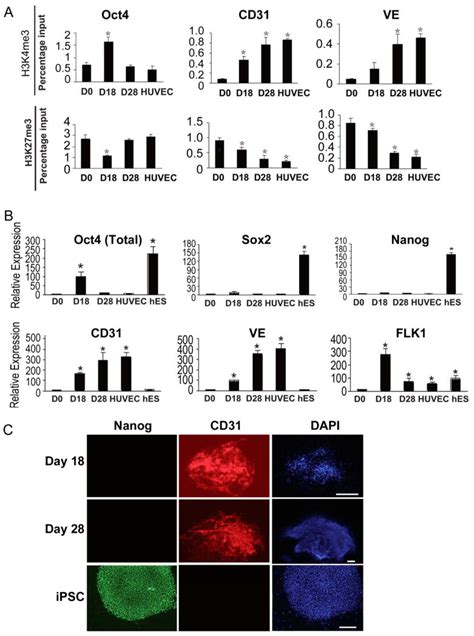 Conversion Of Human Fibroblasts To Functional Endothelial Cells By Defined Factors Abstract