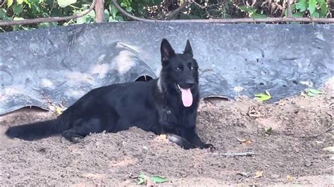 Moog Is A Green Sex Machine … Still A Virgin 🤦🏽‍♂️ Youtube