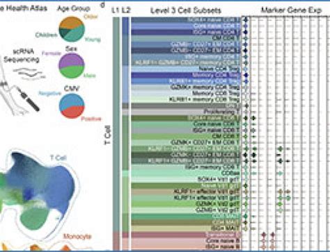 Seuratextend Streamlining Single Cell Rna Seq Analysis Through An Integrated And Intuitive