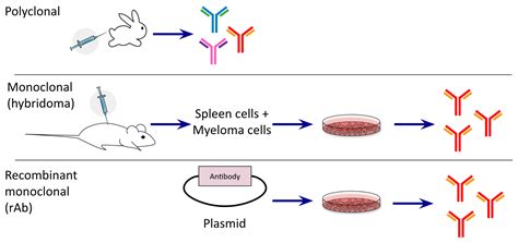 Plasmid Based Recombinant Monoclonal Antibodies What They Are And Why