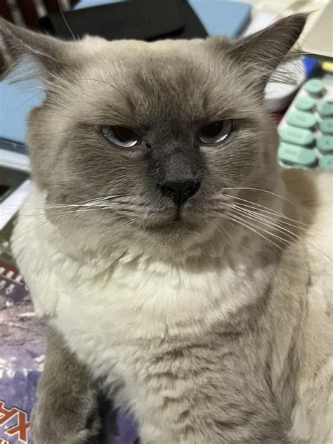 Hi Guys Im New Here And My Name Is Chihiro R Cats