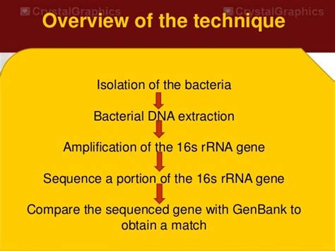 Bacterial Identification By 16s Rrna Sequencing Ppt