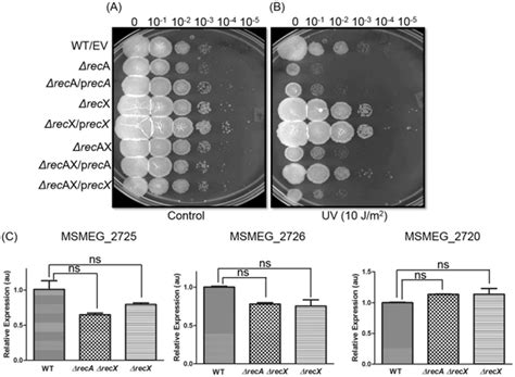 Insertion Of A Hygromycin Resistance Gene Into M Smegmatis Mc 2 155 Download Scientific