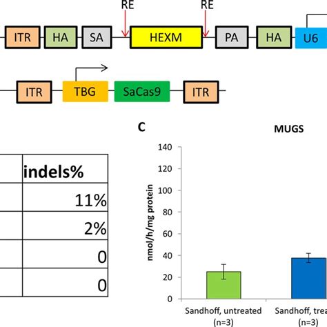 Construct Design And Grna Validation By Surveyor Assay A Sequence Of Download Scientific