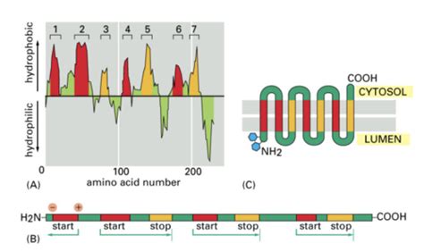 Lecture 7 Intracellular Compartments And Protein Sorting Flashcards Quizlet