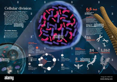 Infographic Of The Phase Of Replication Duplication Of Hereditary Material Or Dna In The
