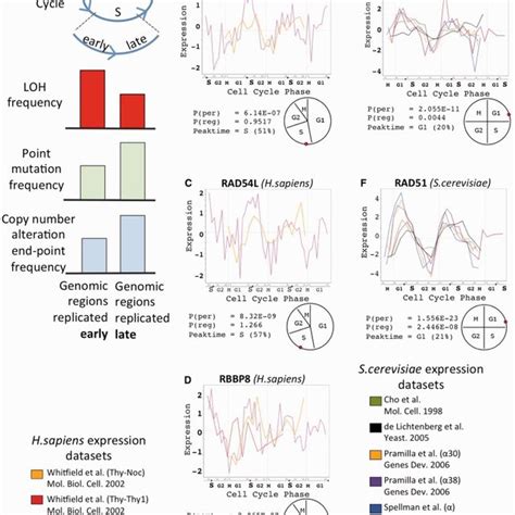A Point Mutations And Copy Number Alteration Especially Deletion Download Scientific