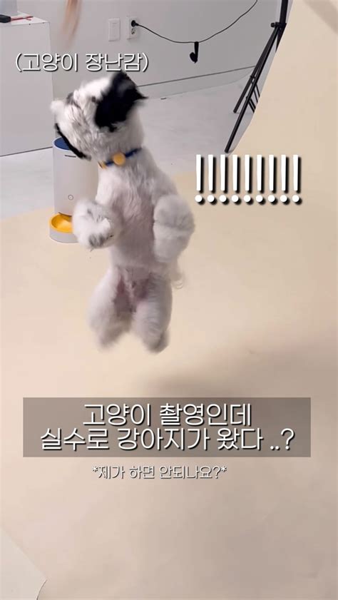 포차코 Pochaacccoo • Instagram Photos And Videos