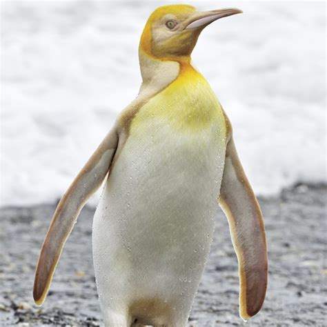 Pingüinos Características Fotos Y Lugares En Los Que Viven