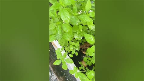 မိုးကြီး တစ်နေ့လုံး ရွာ အိမ် အတွက် ဟင်းစားသွားဝယ်မှ Youtube