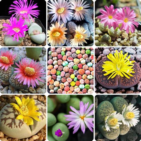 Lithops Live Plants Mix Lithop Succulents Plants Live 30
