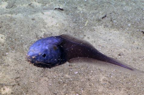 Acanthonus Armatus