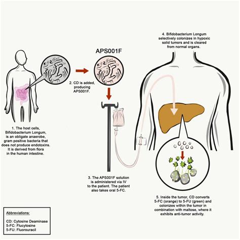 Schematic Representation Of The Rationale Behind The First In Human