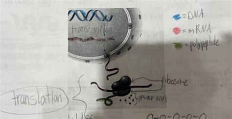 Nucleic Acids Flashcards Quizlet