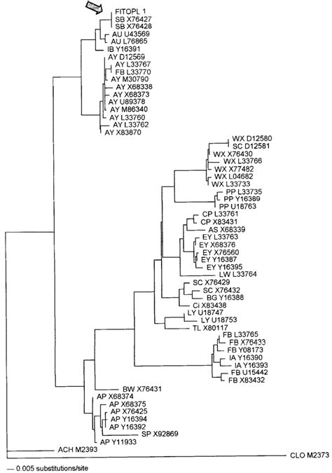 The Most Likely Tree Found In The Maximum Likelihood Search Using A Download Scientific