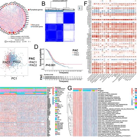 Consensus Clustering To Identify Pacs And Their Correlation With Download Scientific Diagram