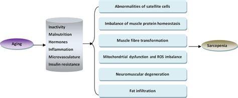 The Pathogenesis Of Sarcopenia During Ageing Download Scientific Diagram
