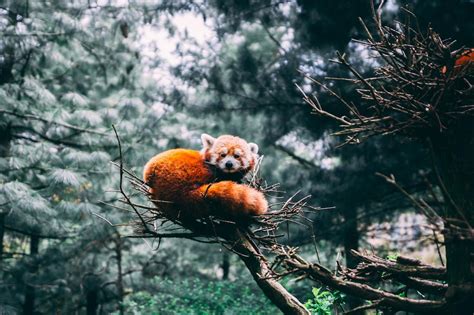 Podcast Redpanda una tecnología mejorada de Apache Kafka Paradigma