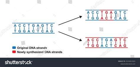 Scientific Designing Dispersive Replication Dna Model Stock Vector