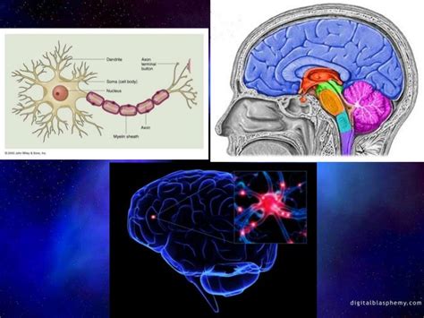 тархины бүтэц