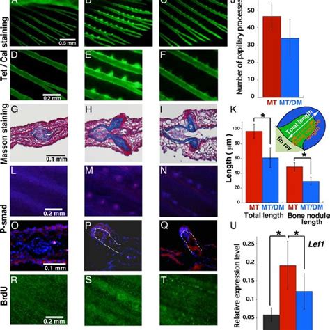 Reduced Bone Deposition And Cell Proliferation Following Treatment With