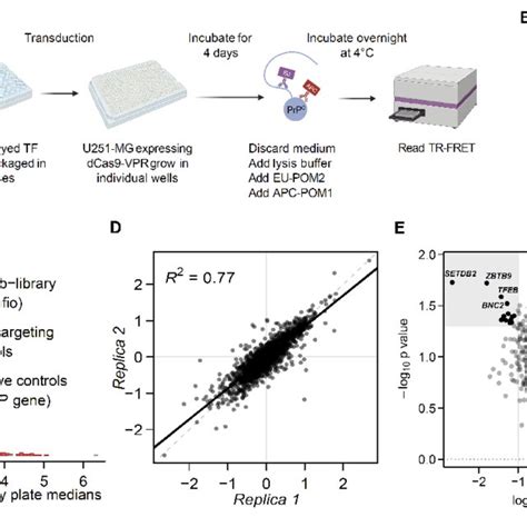 Identifying Transcription Factors Tfs Regulating Prp C Expression