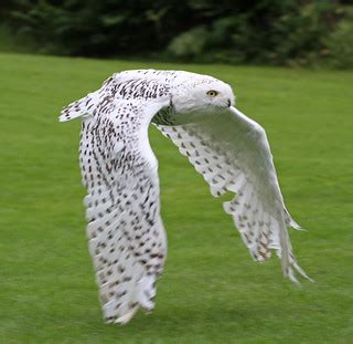 Snowy Owl In Flight 2 Tony Hisgett Flickr