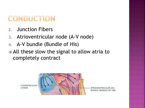 Ppt Conduction Powerpoint Presentation Free Download Id 4225169