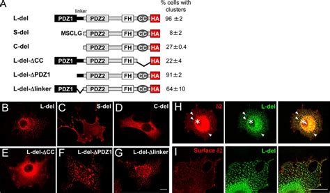 Differential Localization Of Delphilin Isoforms And Its Mutants In