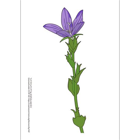 ヒナキキョウソウ 植物の塗り絵 ぬりえり