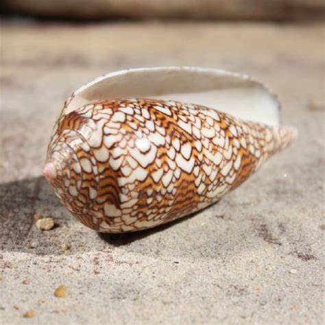 A Close Up Of A Shell On The Ground