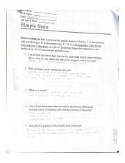 Understanding Microbial Morphology And Staining Techniques Course Hero