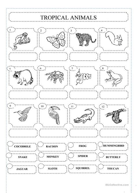 Rainforest Animals Printables