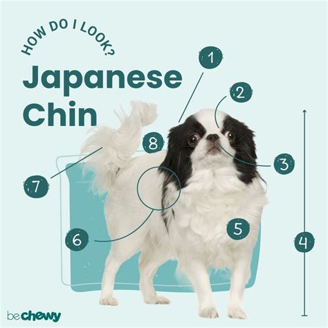 Japanese Chin Grooming