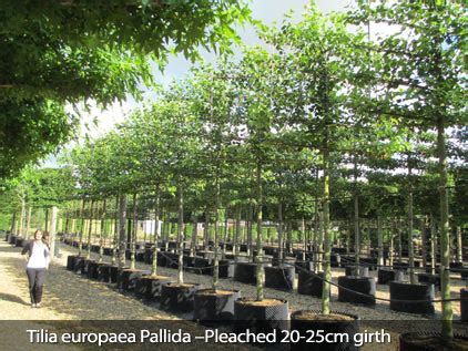 Topiary Deepdale Trees