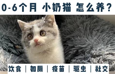 0 6个月的幼猫怎么养？新手养猫攻略 知乎