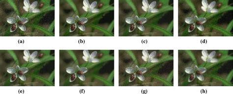 Denoising Results Of Sample Bsd Image Using Different Methods At Noise Download Scientific