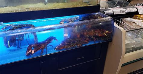 Are You Feeling It Now Mr Krabs Album On Imgur