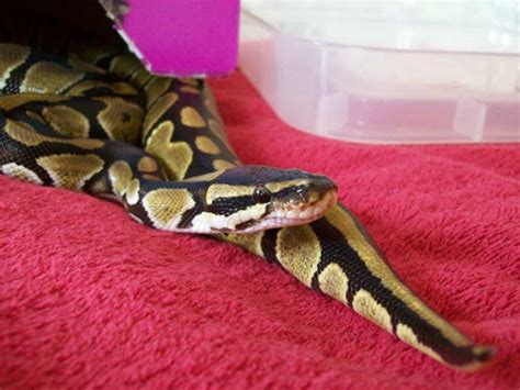 Royal Python Photos The Royal Python Co Uk Royal Python Care Sheet Royal Python Facts