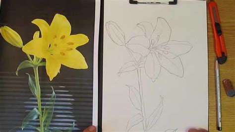 Как нарисовать лилию карандашом
