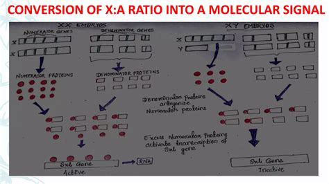 Sex Determination In Drosophila Human PPTX Reproductive Health Diseases And Conditions