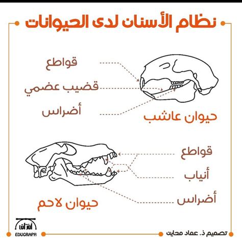 نظام الأسنان لدى الحيوانات، النشاط العلمي